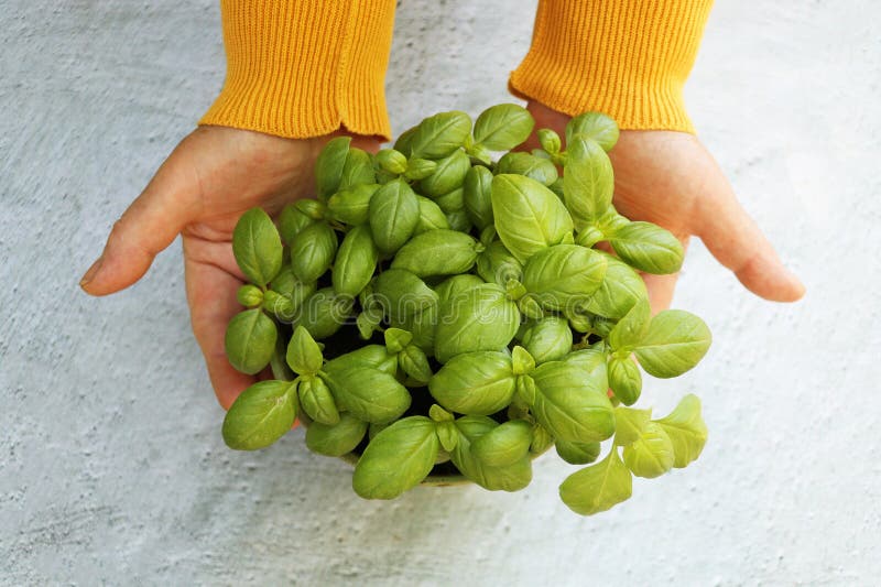 Pot of Fresh Sweet Basil in Hands with Copy Space. Basil Planting ...