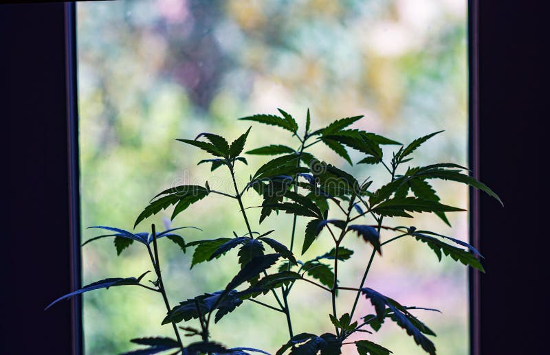 A Flower Grows in a Pot in Front of the Window Stock Image - Image of ...