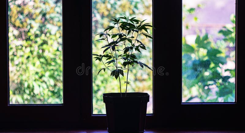A Flower Grows in a Pot in Front of the Window Stock Photo - Image of ...