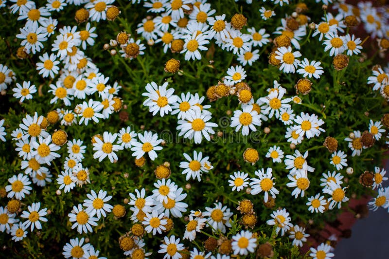Daisy bloom stock image. Image of grass, flowers, petal - 103286145