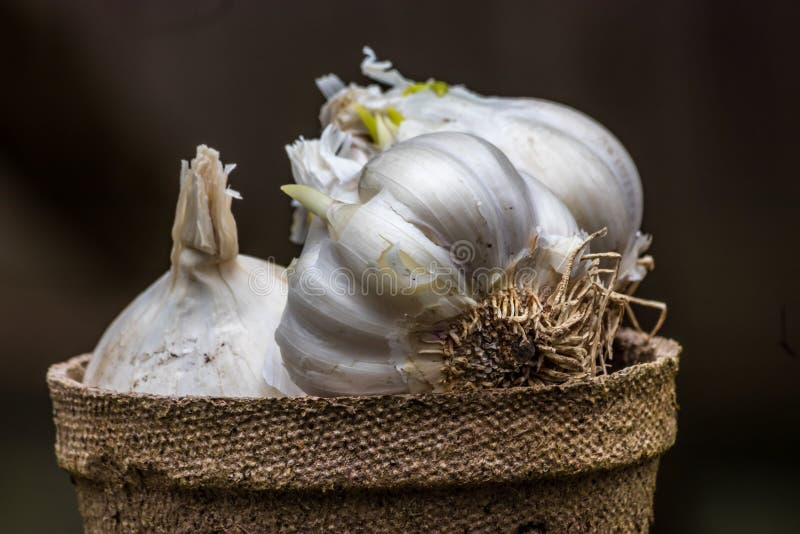 Pot full of garlic bulbs stock photo. Image of grow - 116386004