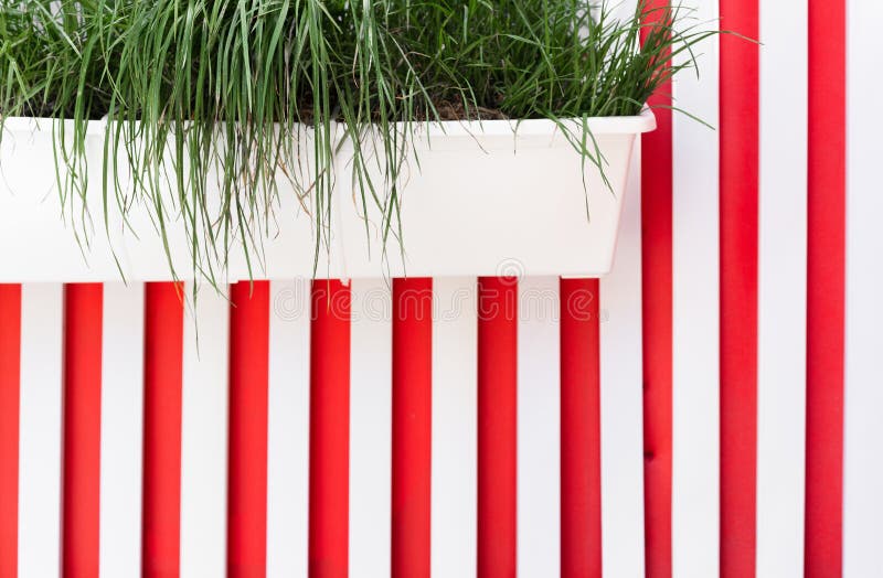 Pot Green Flowers Striped Background Red White Stock Photo - Image of ...