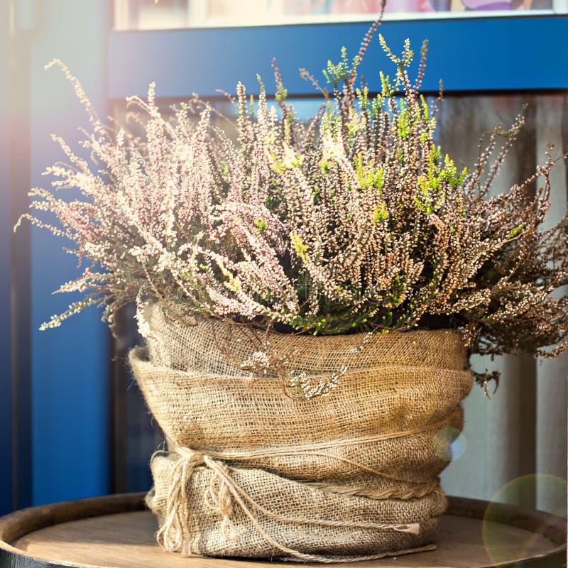 Pot of heather stock image. Image of bloom, hardy, common - 136602291