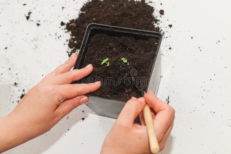 A Pot with a House Plant, Planting a Green Seedling. Stock Photo ...