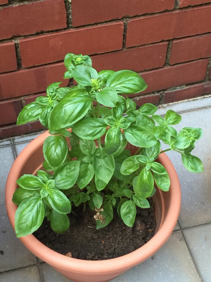 Italian Basil Pesto Sauce Bowl with Green Pesto Pine Nuts, Parmesan and ...