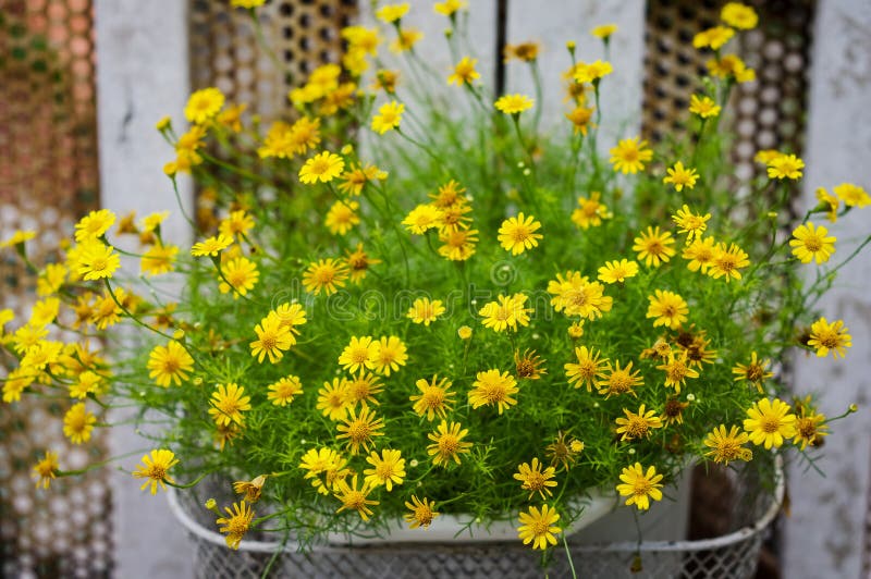 Red Color Of Daisy Flower In Water Drops Stock Photo - Image of light ...