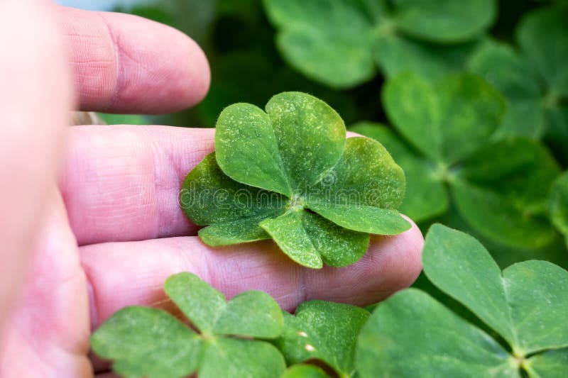 Pot with lucky clovers stock photo. Image of plant, nature - 303666768