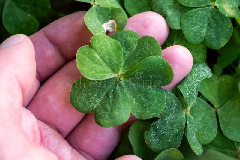 Pot with lucky clovers stock photo. Image of hope, bright - 303666770