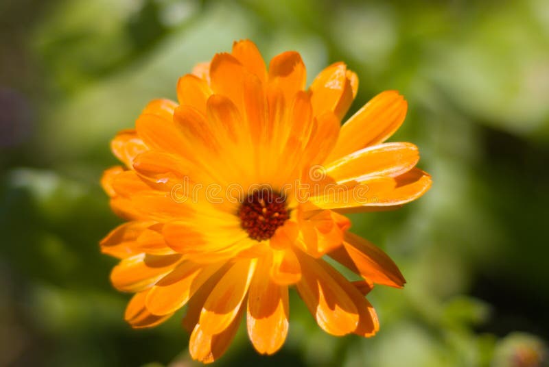 Pot Marigold (Calendula Officinalis) Field. Stock Photo - Image of ...