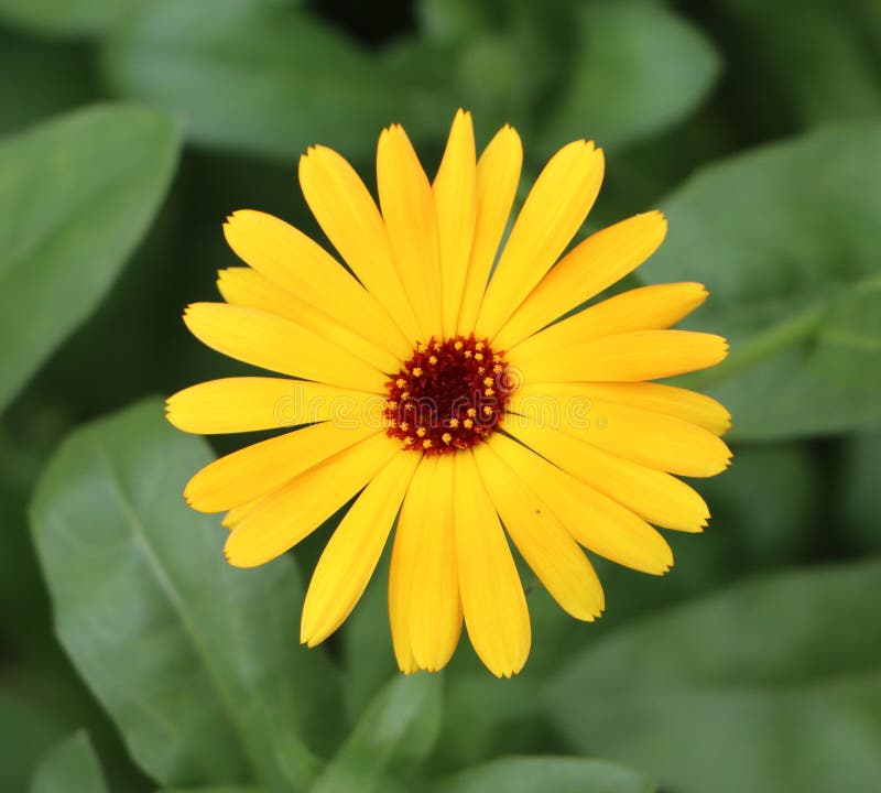 Pot Marigold (Calendula Officinalis) Stock Photo - Image of daisy, herb ...
