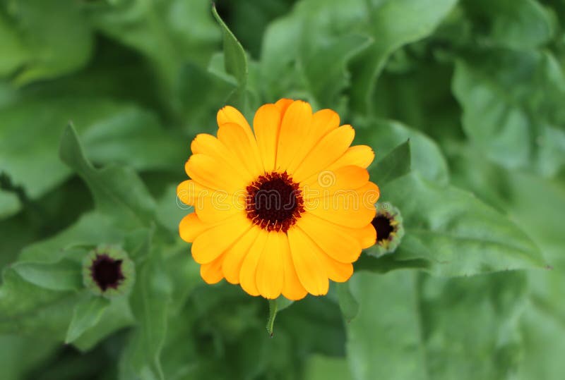 Pot Marigold (Calendula Officinalis) Stock Image - Image of species ...