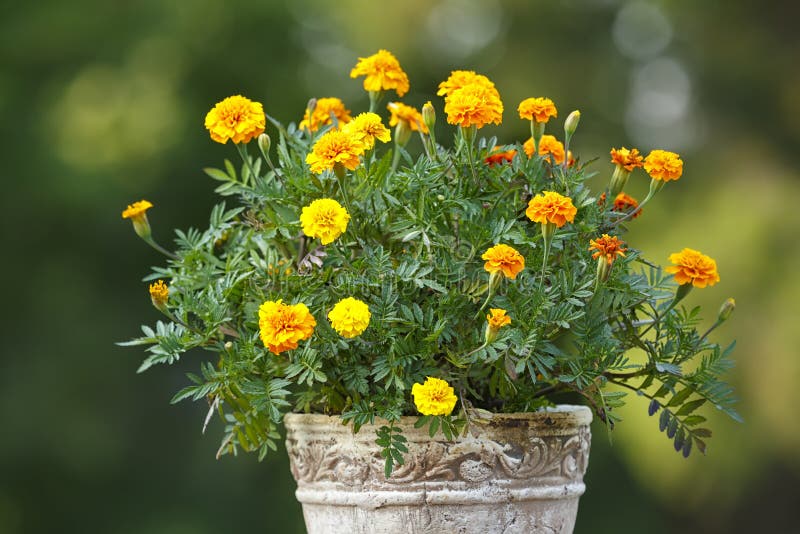 Pot of Marigolds stock photo. Image of summer, yellow - 47253624