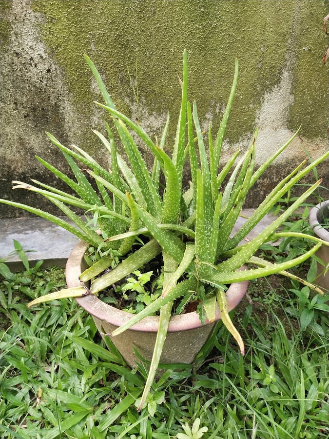 A Pot of Medicinal Aloe Vera Plant Stock Image - Image of medicinal ...