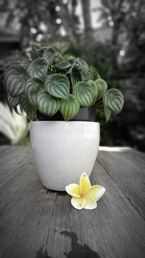 Pot of mini plant 001 stock photo. Image of flowerpot - 317671240