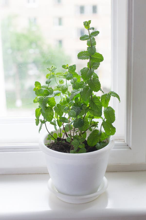 Pot of mint and mint tea stock image. Image of plant - 149737835