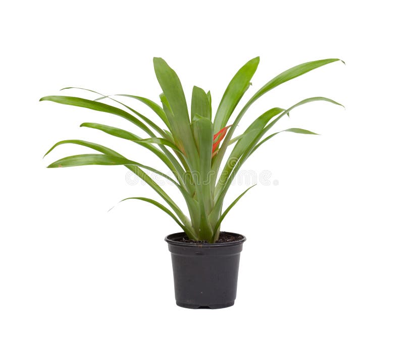 Pot with a nice plant stock image. Image of closeup, background - 38738419