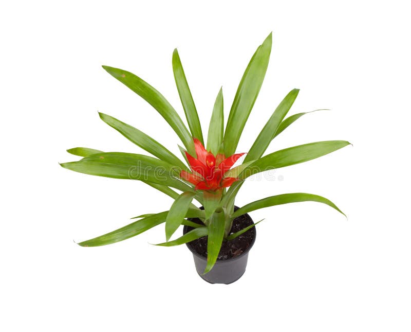 Pot with a nice plant stock photo. Image of grass, detail - 38705624