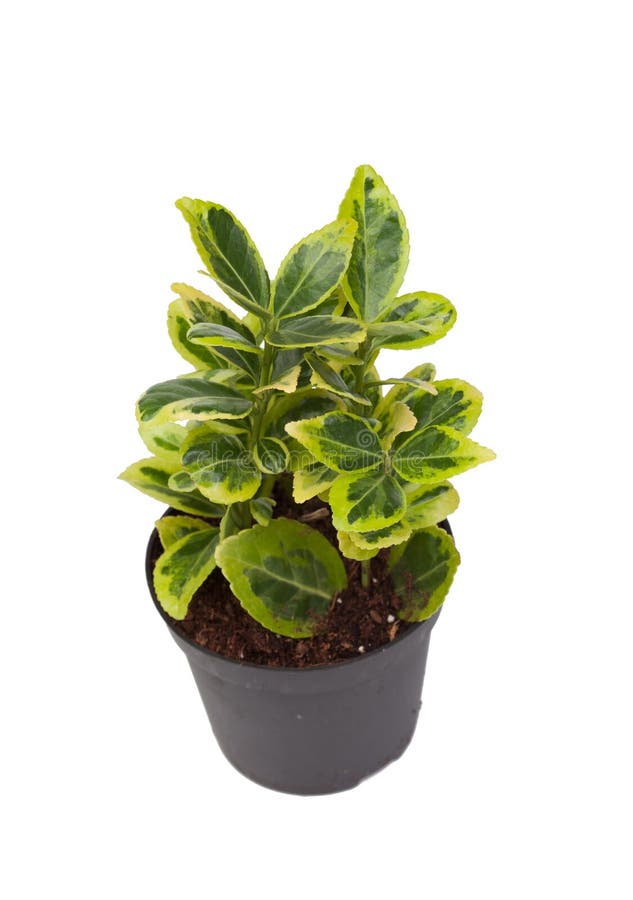 Pot with a nice plant stock image. Image of closeup, background - 38738419