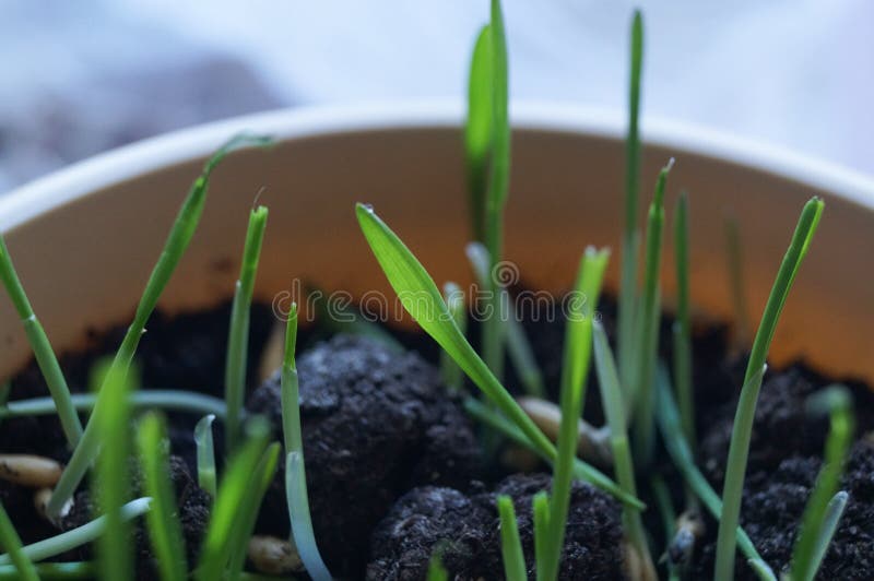 Pot with oat sprouts stock photo. Image of growing, bowl - 244363856