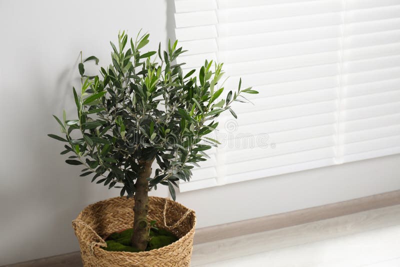 Pot with Olive Tree on Floor in Room, Space for Text. Interior Element ...