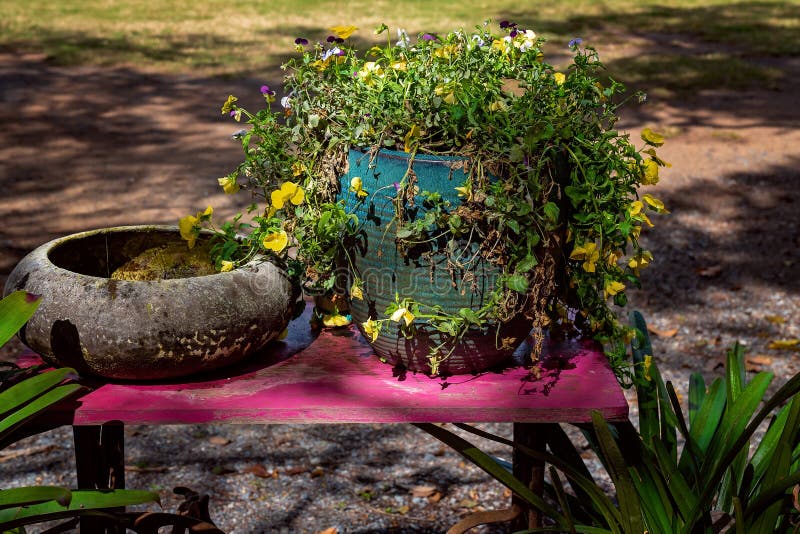 Pot Plant Collection stock photo. Image of flowers, country - 196561246
