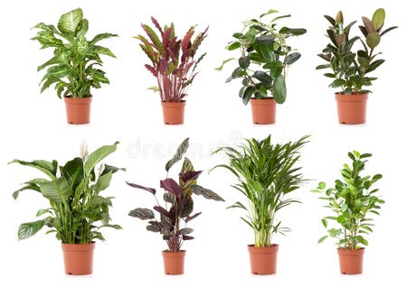 Pot plant flower stock photo. Image of floriculture, florist - 22617926