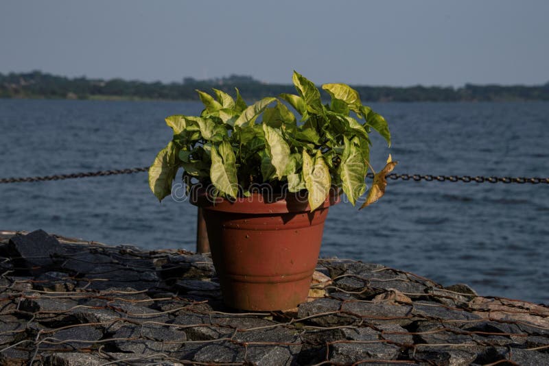 Pot plant at a lake shore stock image. Image of scenic - 305284535