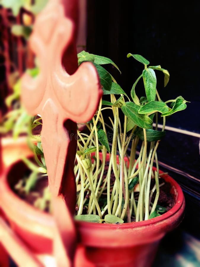 Pot stock photo. Image of green, pulses, plant - 81757690