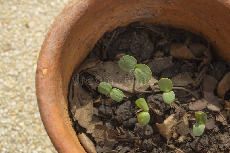 Pot Plant Soil Tree Green Sprout Seed Brown Concept Stock Photo - Image ...