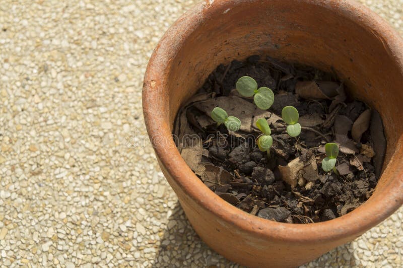 Pot Plant Soil Tree Green Sprout Seed Brown Concept Stock Photo - Image ...