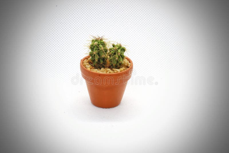 A simple cactus stock photo. Image of spiked, cactus - 109705354