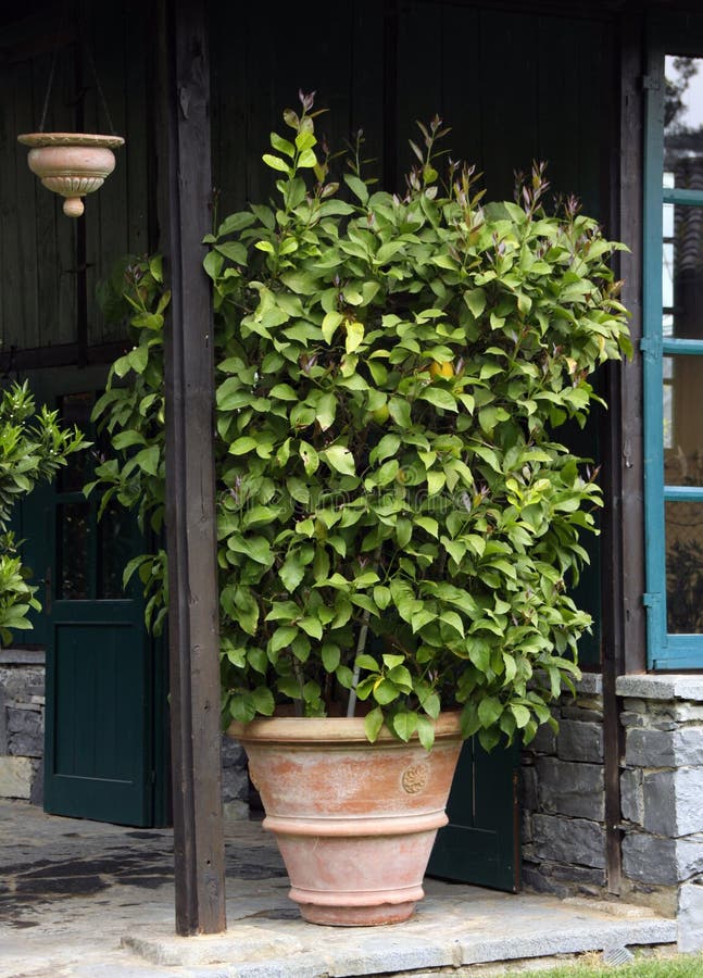 Pot plant on terrace stock image. Image of ceramics, ornamental - 20729385