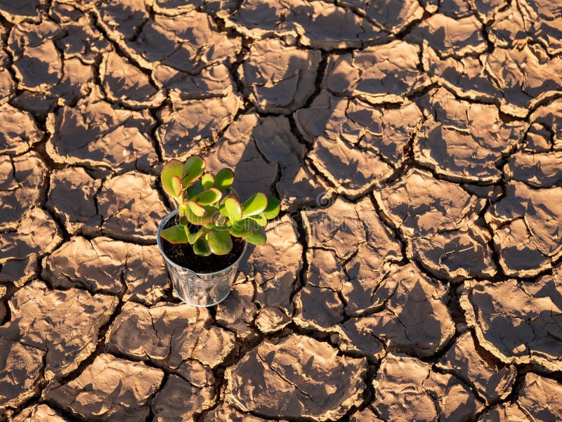 Pot Plant on Textured Ground. Stock Photo - Image of thirsty, global ...