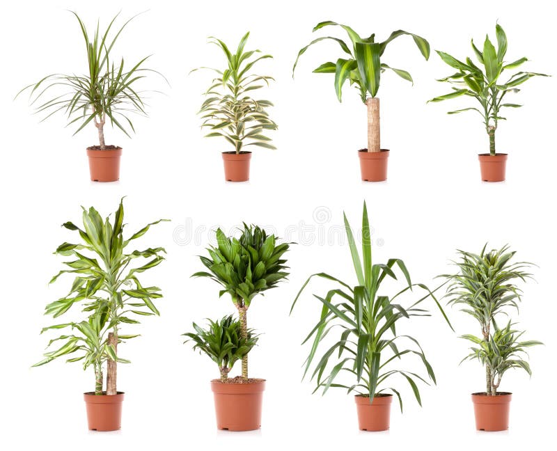 Pot plant tree stock photo. Image of colorful, bright - 22617980