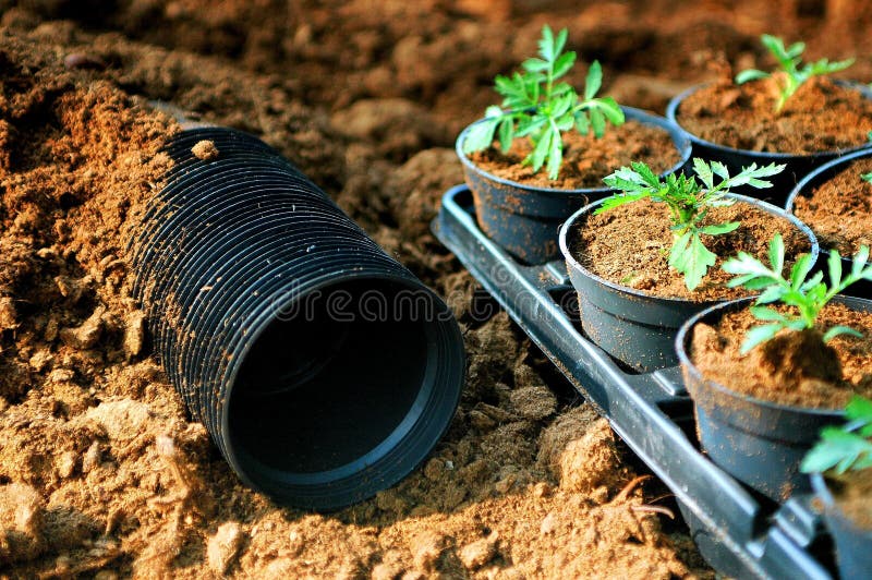 Pot planting stock image. Image of okrasne, flowers, horticulture - 2705975