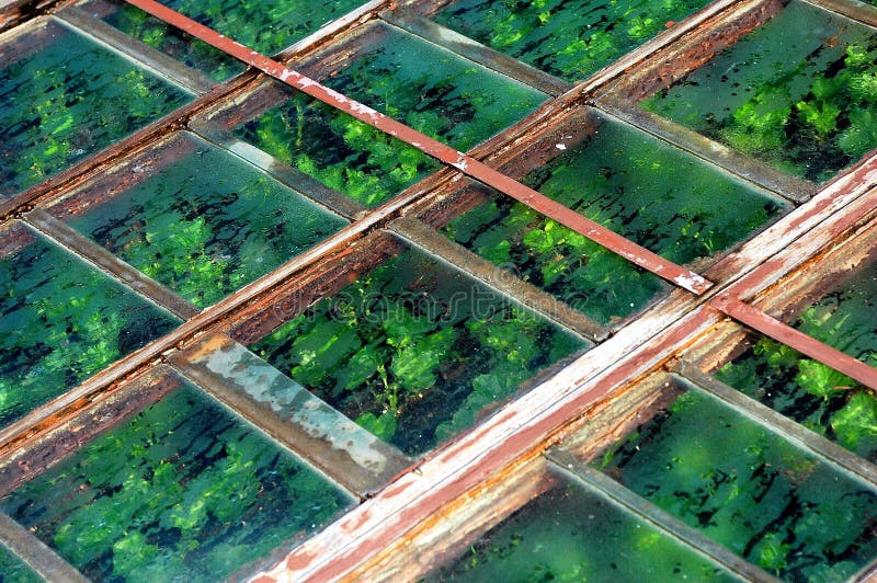 Pot planting stock image. Image of okrasne, sajenje, transplant - 2705995