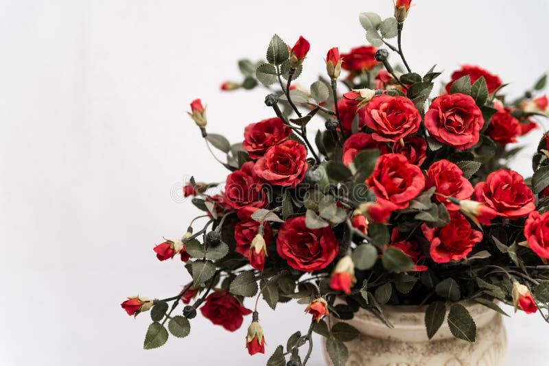 Beautiful Red Roses in a Ceramic Pot Stock Photo - Image of closeup ...