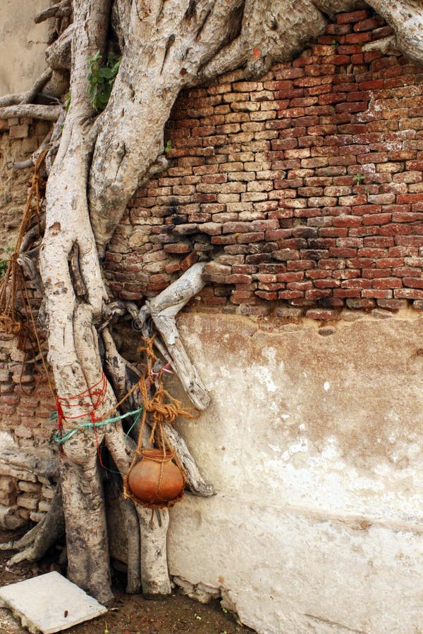 A Pot in the Roots of a Tree. Vrindavan, India Stock Image - Image of ...
