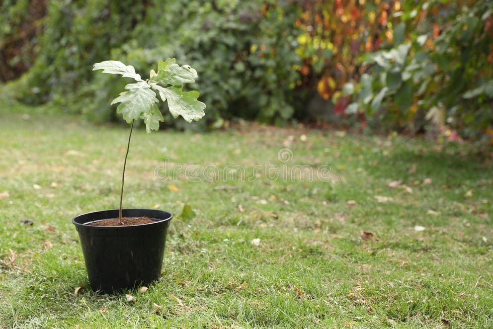 Pot with Sapling on Green Grass in Park, Space for Text. Planting Tree ...