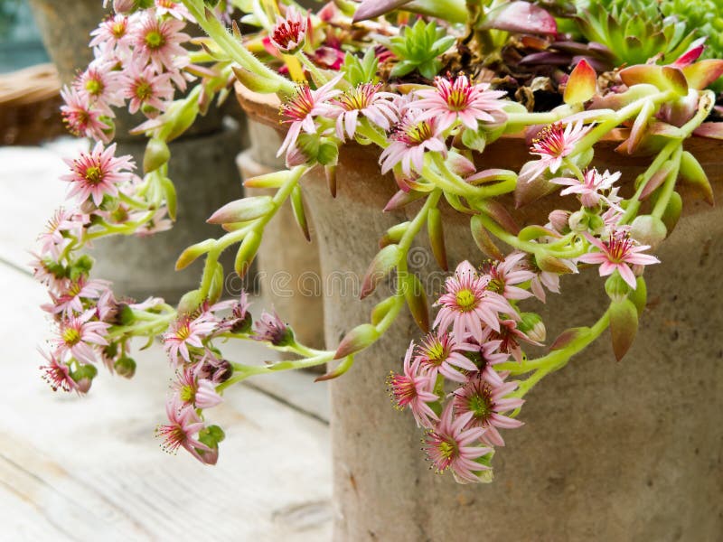 Pot with sedum plant stock photo. Image of clay, terracotta - 27118820