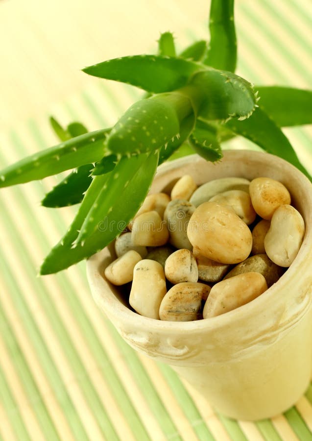 Pot with Stones and Aloe Vera Stock Image - Image of gardening, aloe ...