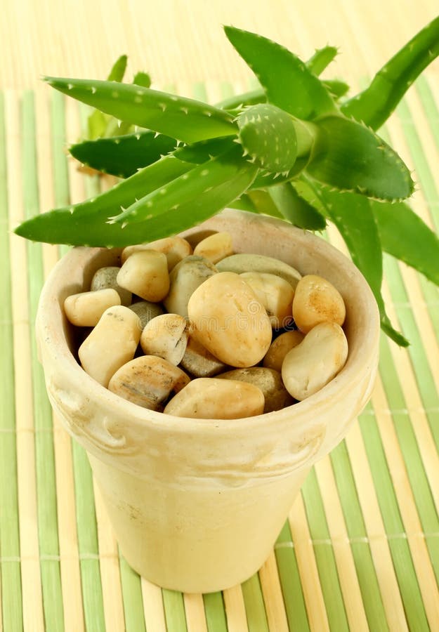 Pot with Stones and Aloe Vera Stock Photo - Image of medicine, color ...