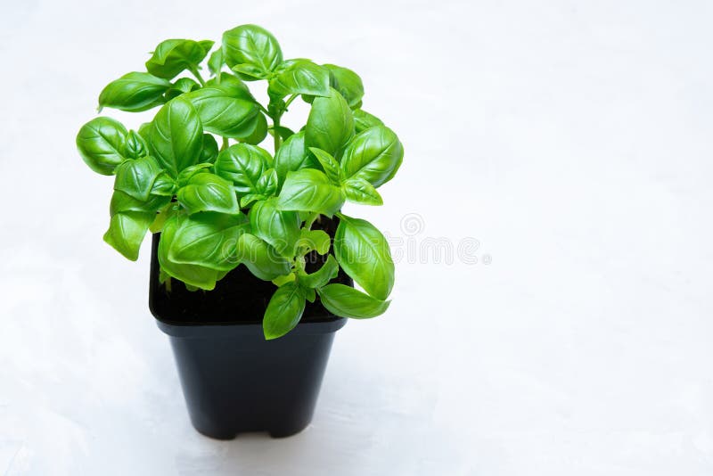 Pot of Sweet Basil on a Neutral Background Stock Photo - Image of ...
