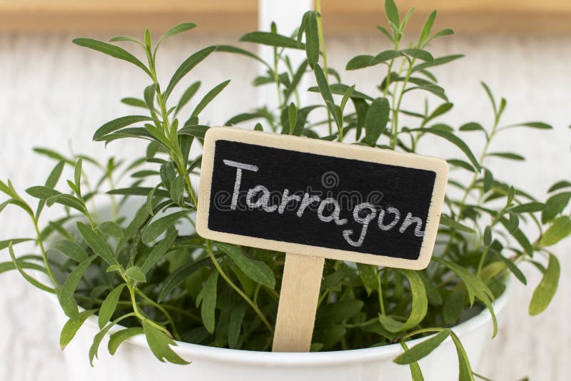 Pot with Tarragon Close Up. Stock Photo - Image of medicine, leaf ...