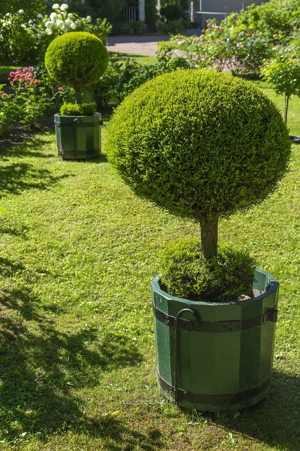 A Pot with a Topiary Plant on the Lawn Stock Photo - Image of gardening ...
