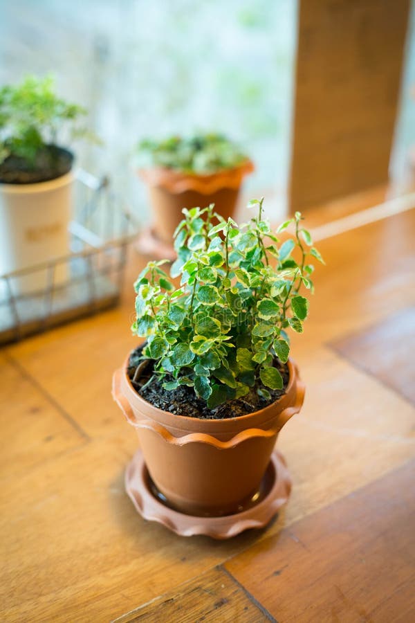 Pot tree stock image. Image of artificial, decoration - 74267937