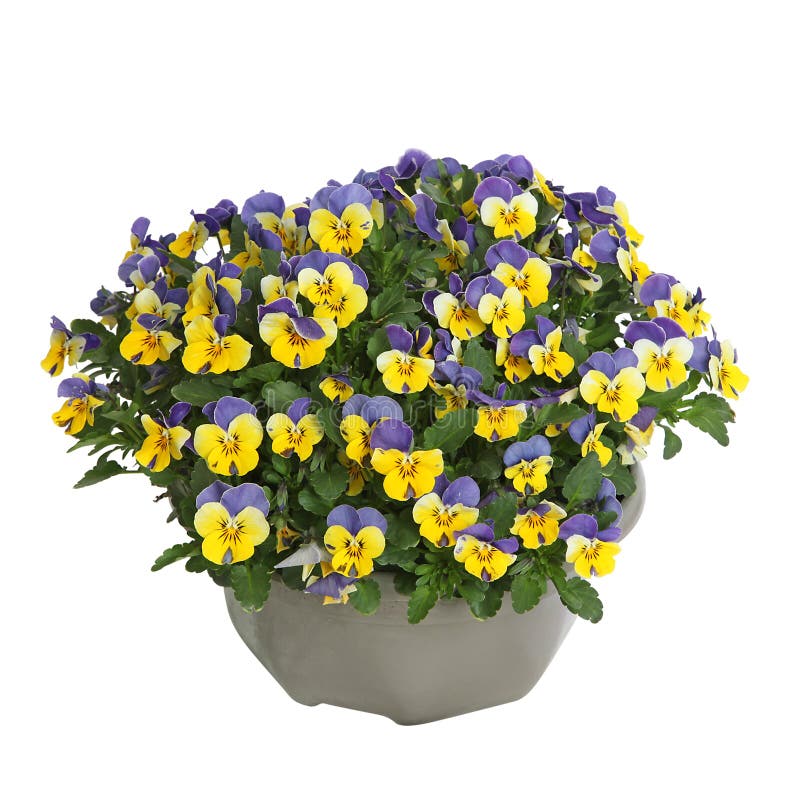Pot of Viola cornuta stock image. Image of garden, background - 262193359