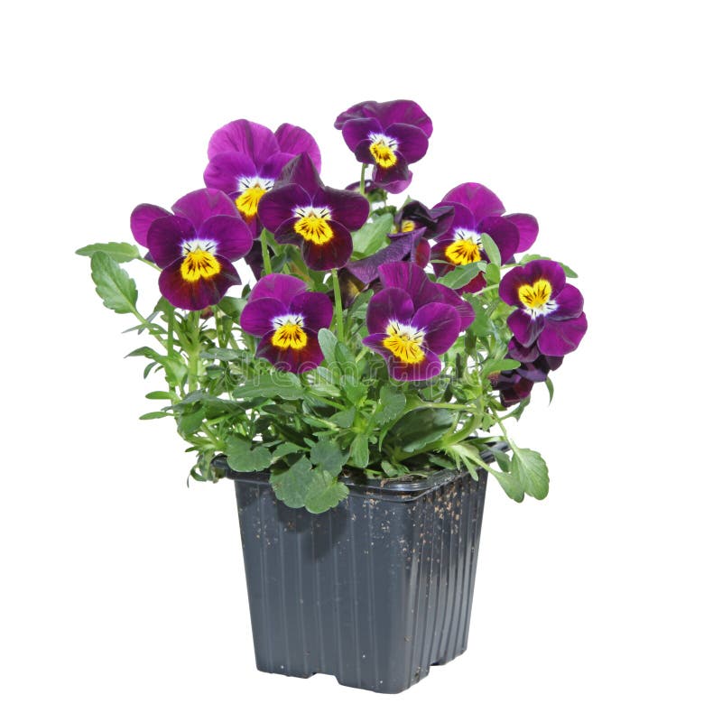 Pot of Viola cornuta stock image. Image of pansy, clipped - 262193269