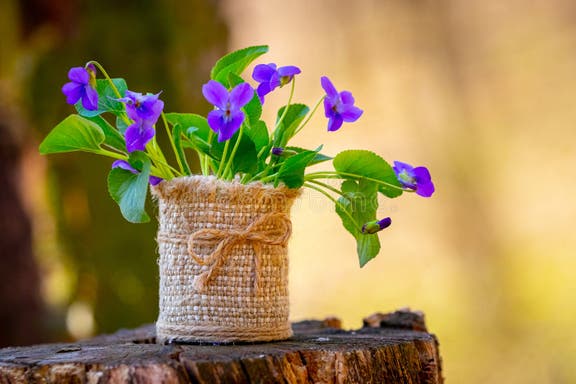 Pot with Violets in the Woods on a Stump, Spring Flowers Stock Photo ...