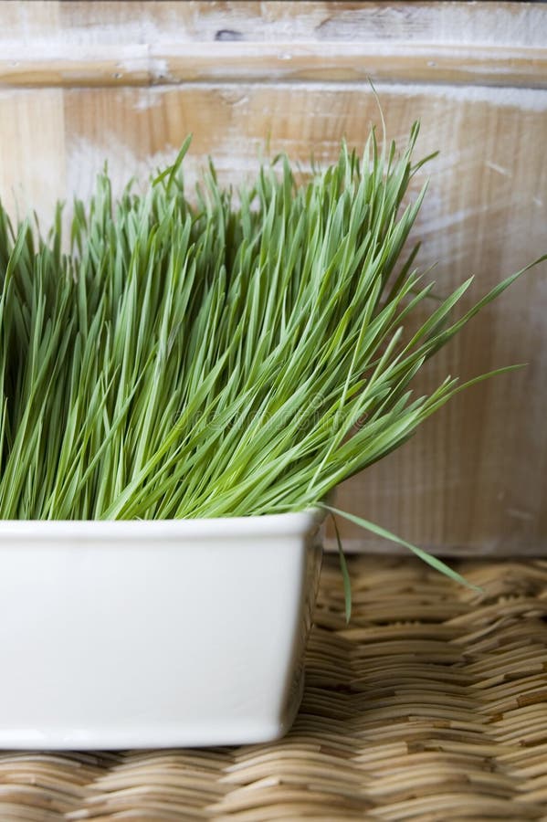Fresh Wheatgrass with Wheatgrass Juice Stock Image - Image of style ...